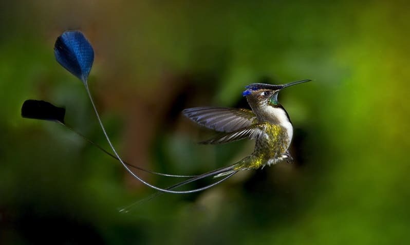 Colibríes en Machu Picchu - ornitología | Happy Peru Tours Agencia de ...